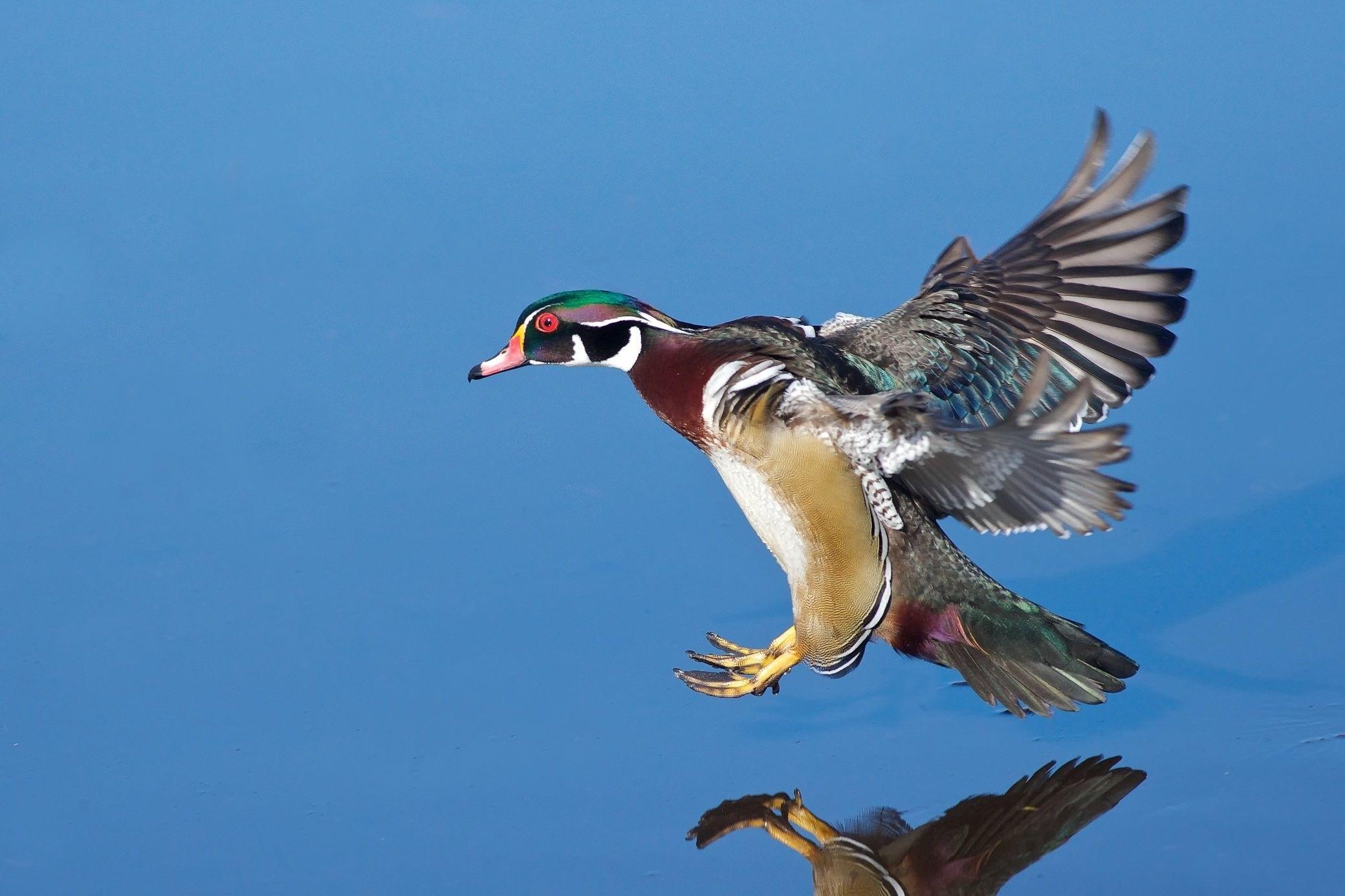 Wood Duck Wallpapers - Top Free Wood Duck Backgrounds - WallpaperAccess