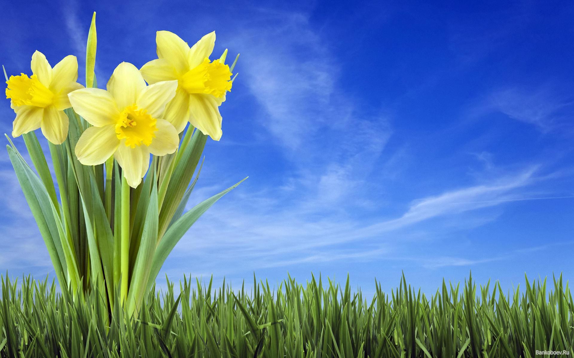 Narcissus Wallpapers - Top Free Narcissus Backgrounds - WallpaperAccess