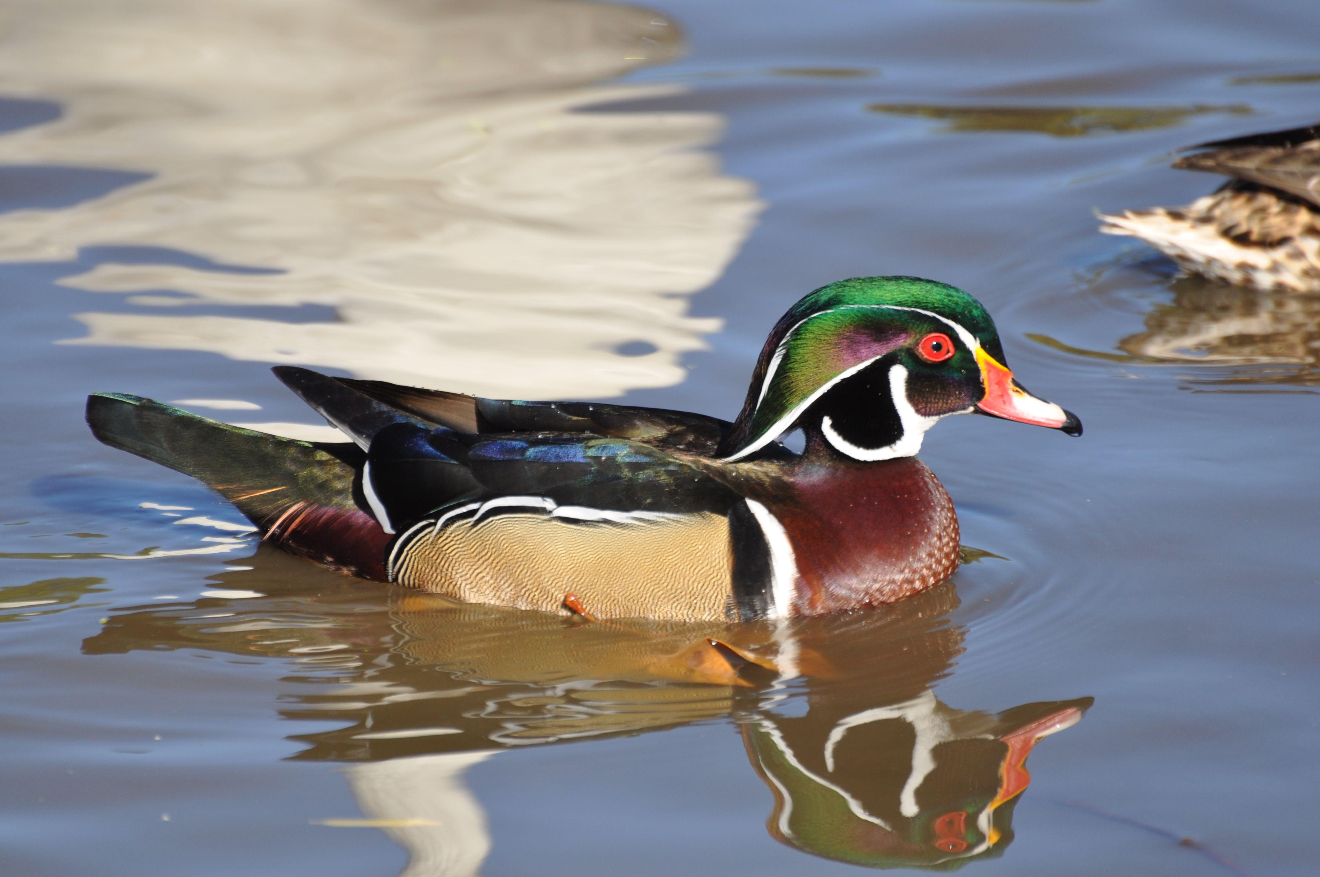 Wood Duck Wallpaper