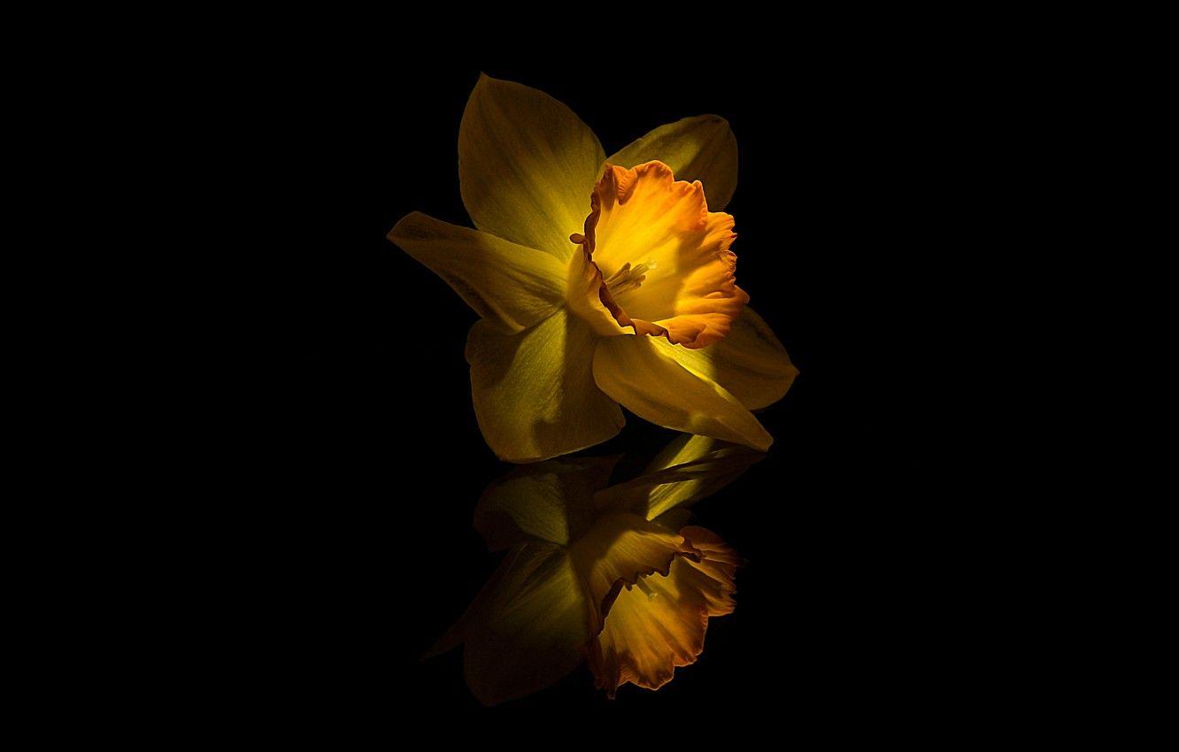 Narcissus Wallpapers - Top Free Narcissus Backgrounds - WallpaperAccess