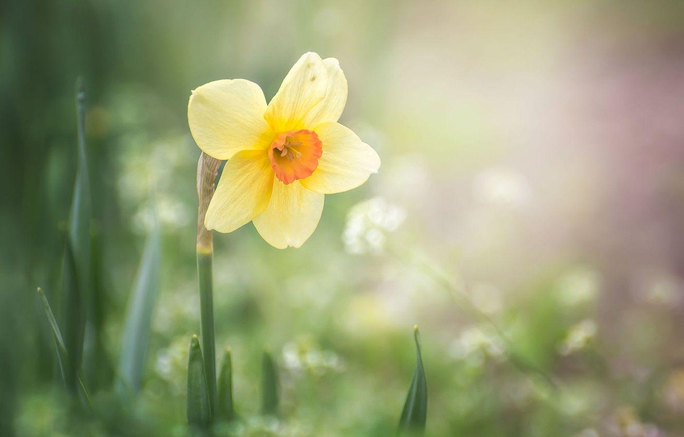 Narcissus Wallpapers - Top Free Narcissus Backgrounds - WallpaperAccess