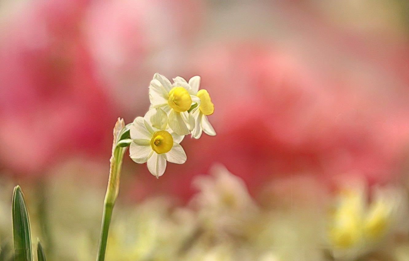 Narcissus Wallpapers - Top Free Narcissus Backgrounds - WallpaperAccess