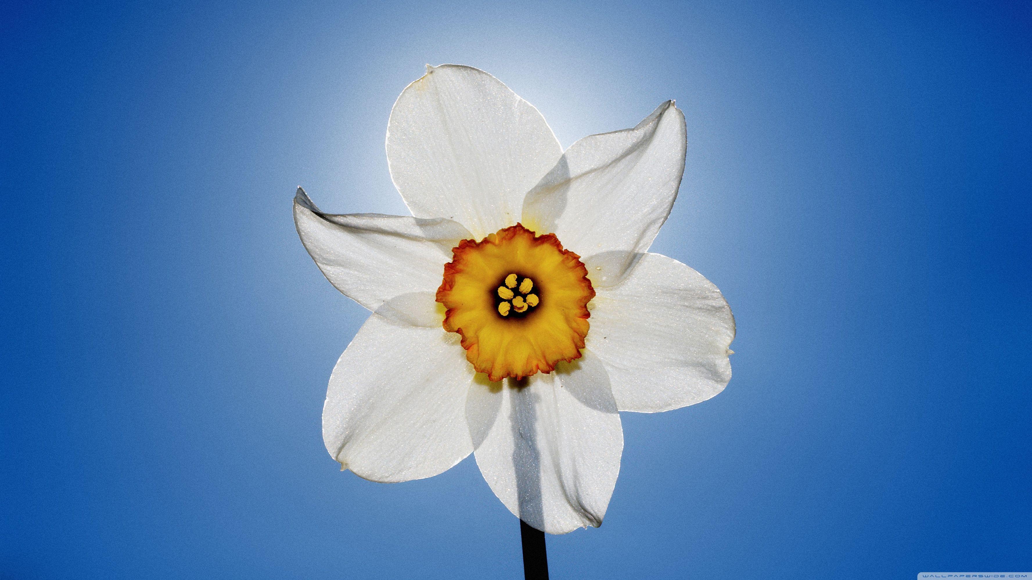 Narcissus Wallpapers - Top Free Narcissus Backgrounds - WallpaperAccess