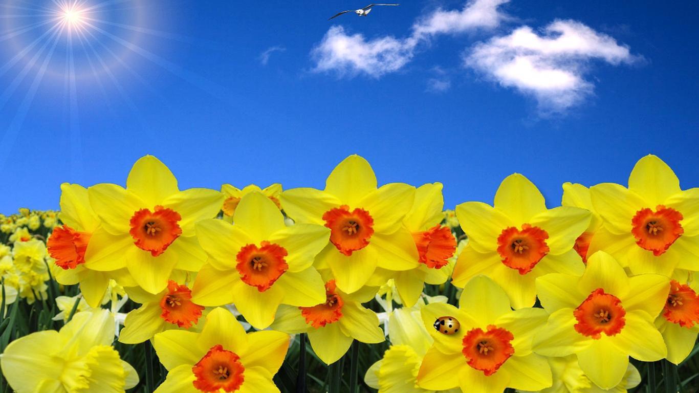 Narcissus Wallpapers - Top Free Narcissus Backgrounds - WallpaperAccess