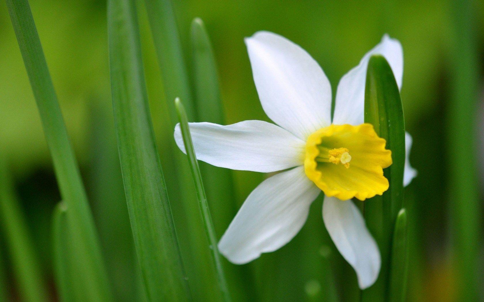 Narcissus Wallpapers - Top Free Narcissus Backgrounds - WallpaperAccess