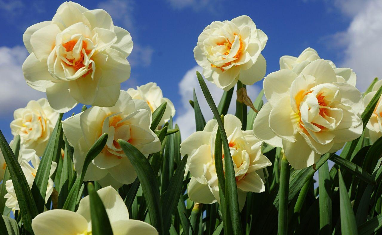 Narcissus Wallpapers - Top Free Narcissus Backgrounds - WallpaperAccess