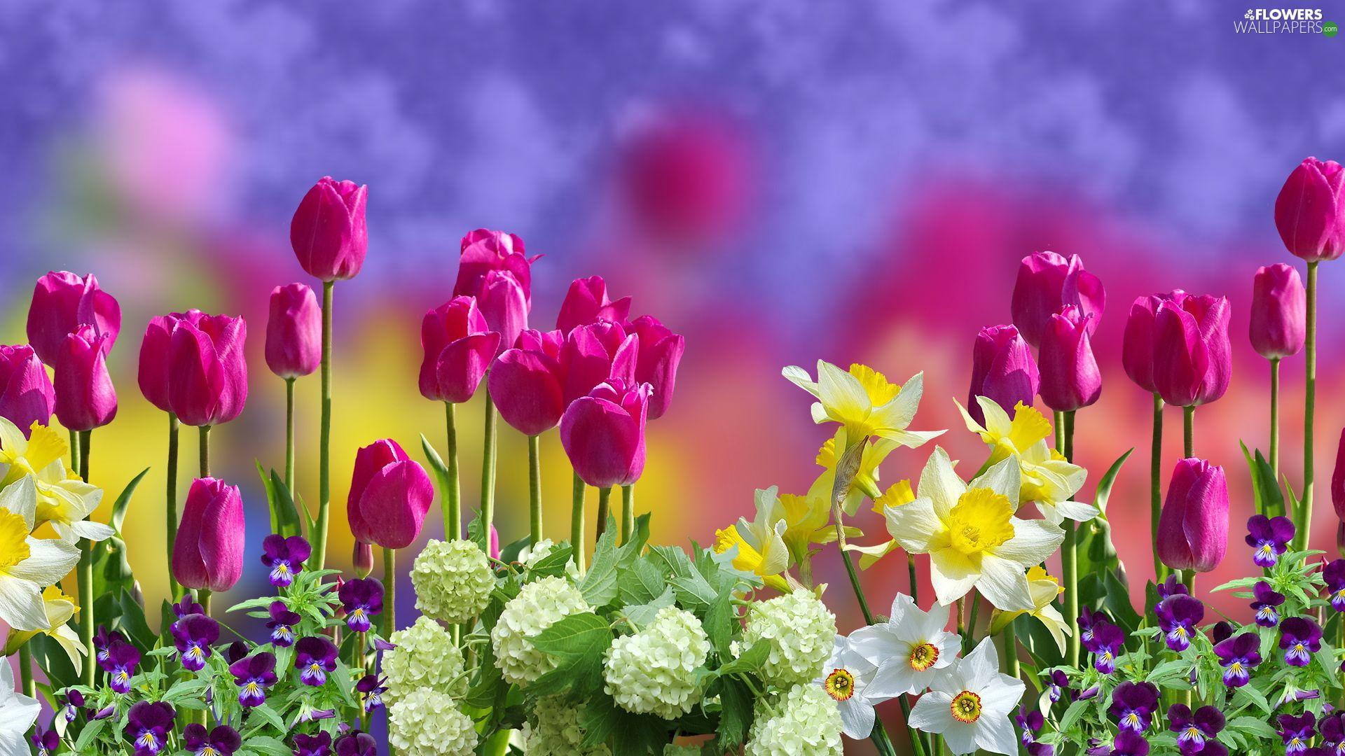 Narcissus Wallpapers - Top Free Narcissus Backgrounds - WallpaperAccess