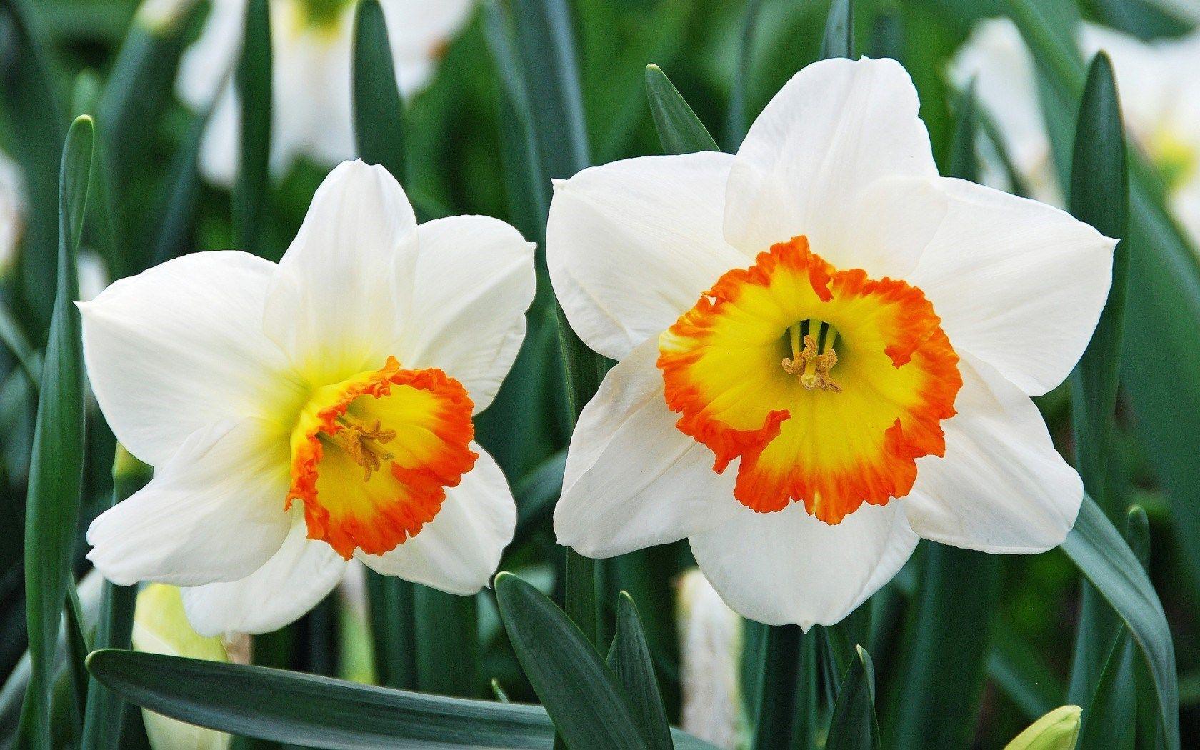 Narcissus Wallpapers - Top Free Narcissus Backgrounds - WallpaperAccess