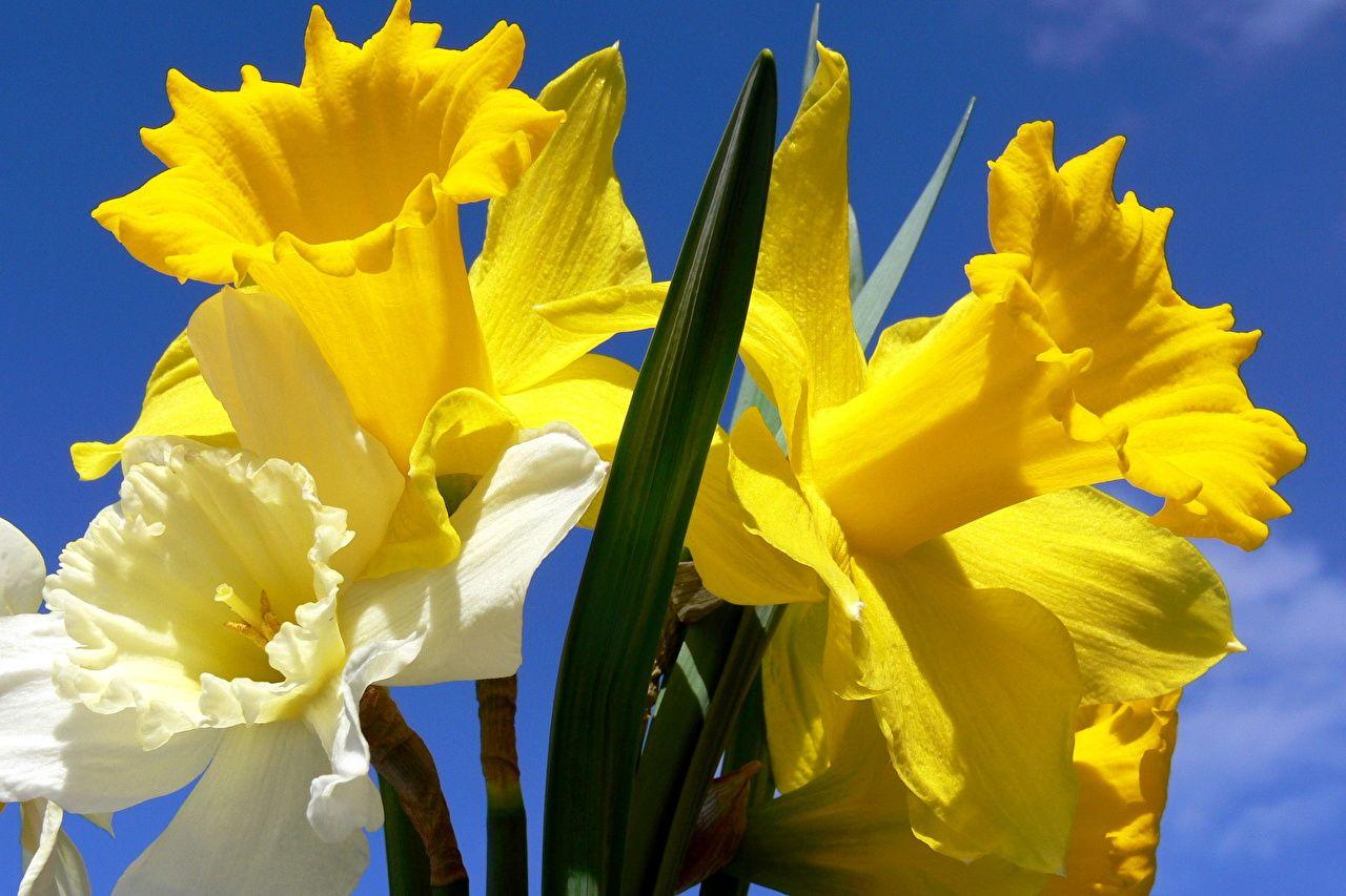 Narcissus Wallpapers - Top Free Narcissus Backgrounds - WallpaperAccess
