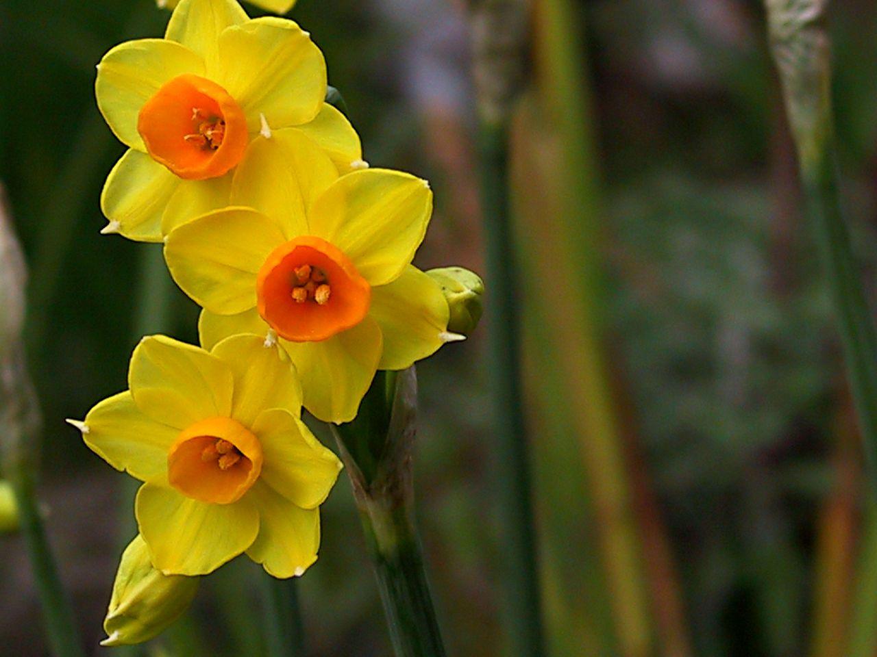 Narcissus Wallpapers - Top Free Narcissus Backgrounds - WallpaperAccess