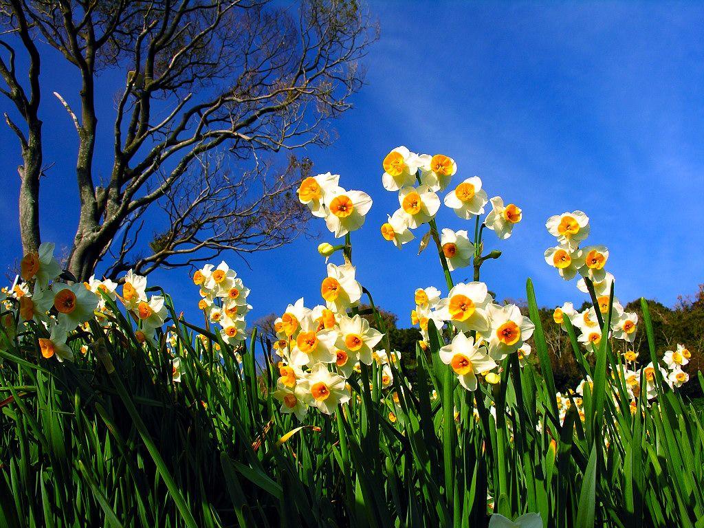 Narcissus Wallpapers - Top Free Narcissus Backgrounds - WallpaperAccess