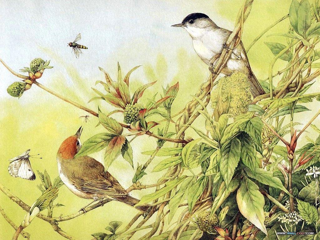 Bird Painting Wallpapers - Top Free Bird Painting Backgrounds ...