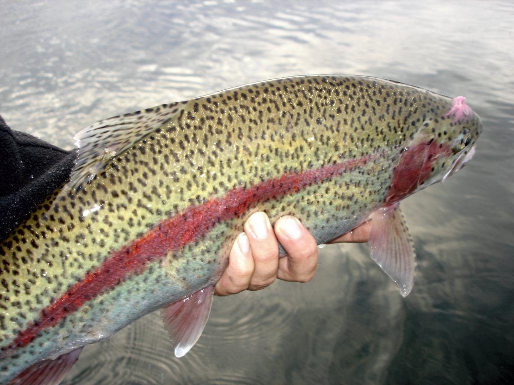 Rainbow Trout Wallpapers - Top Free Rainbow Trout Backgrounds ...