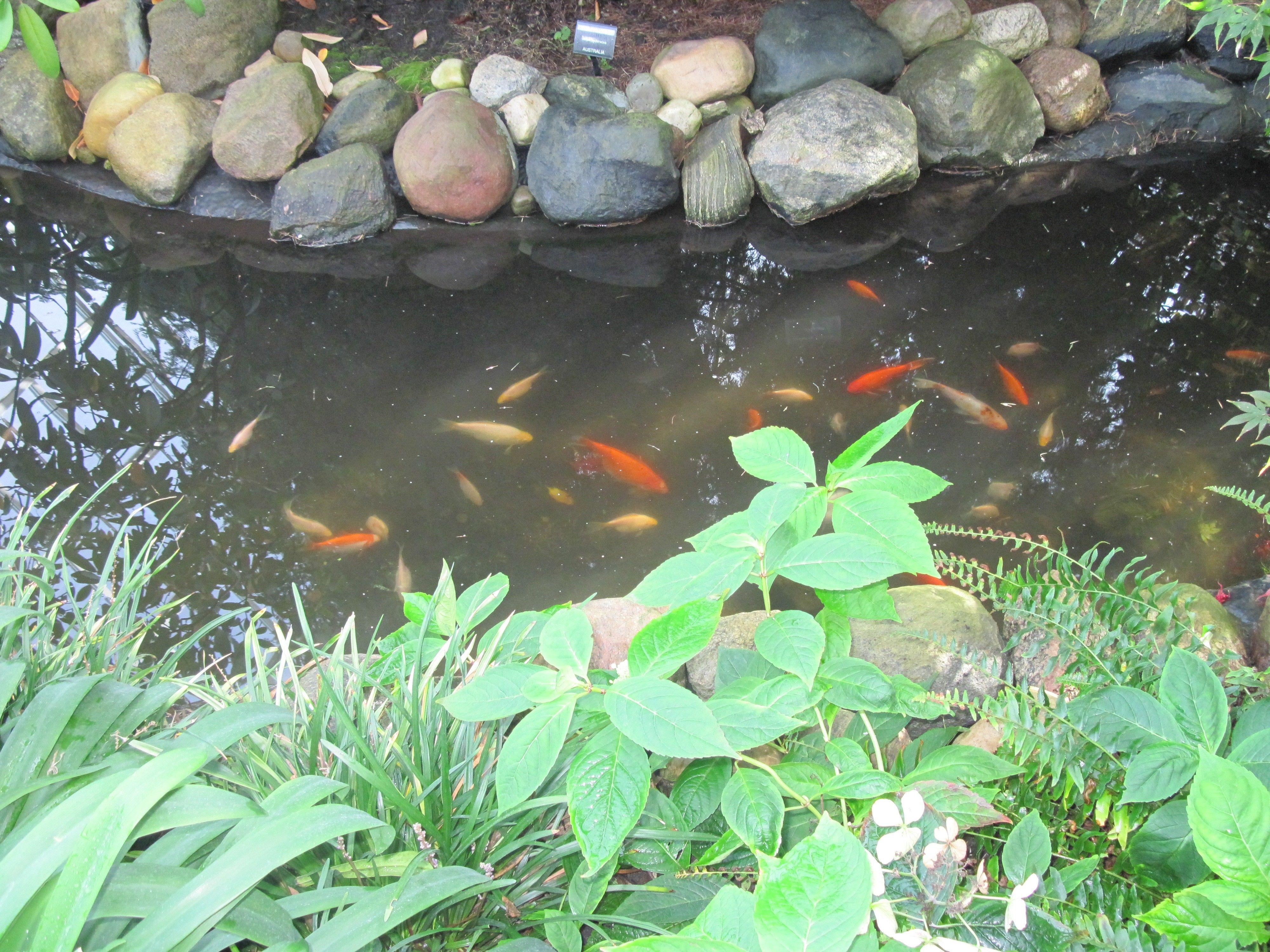 Green Koi Fish Wallpapers - Top Free Green Koi Fish Backgrounds ...