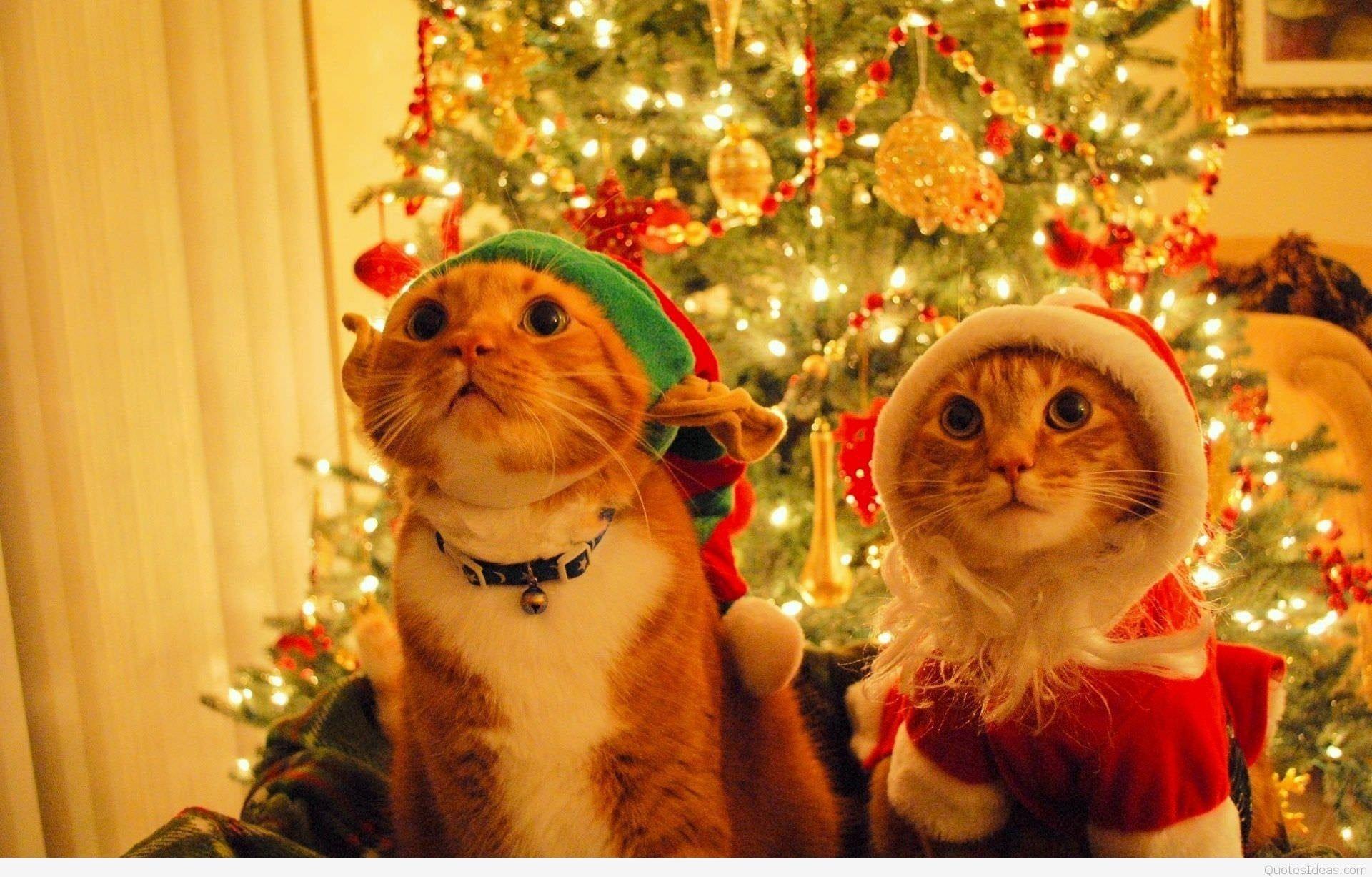 Cute Animal Christmas Wallpapers - Top Free Cute Animal Christmas ...