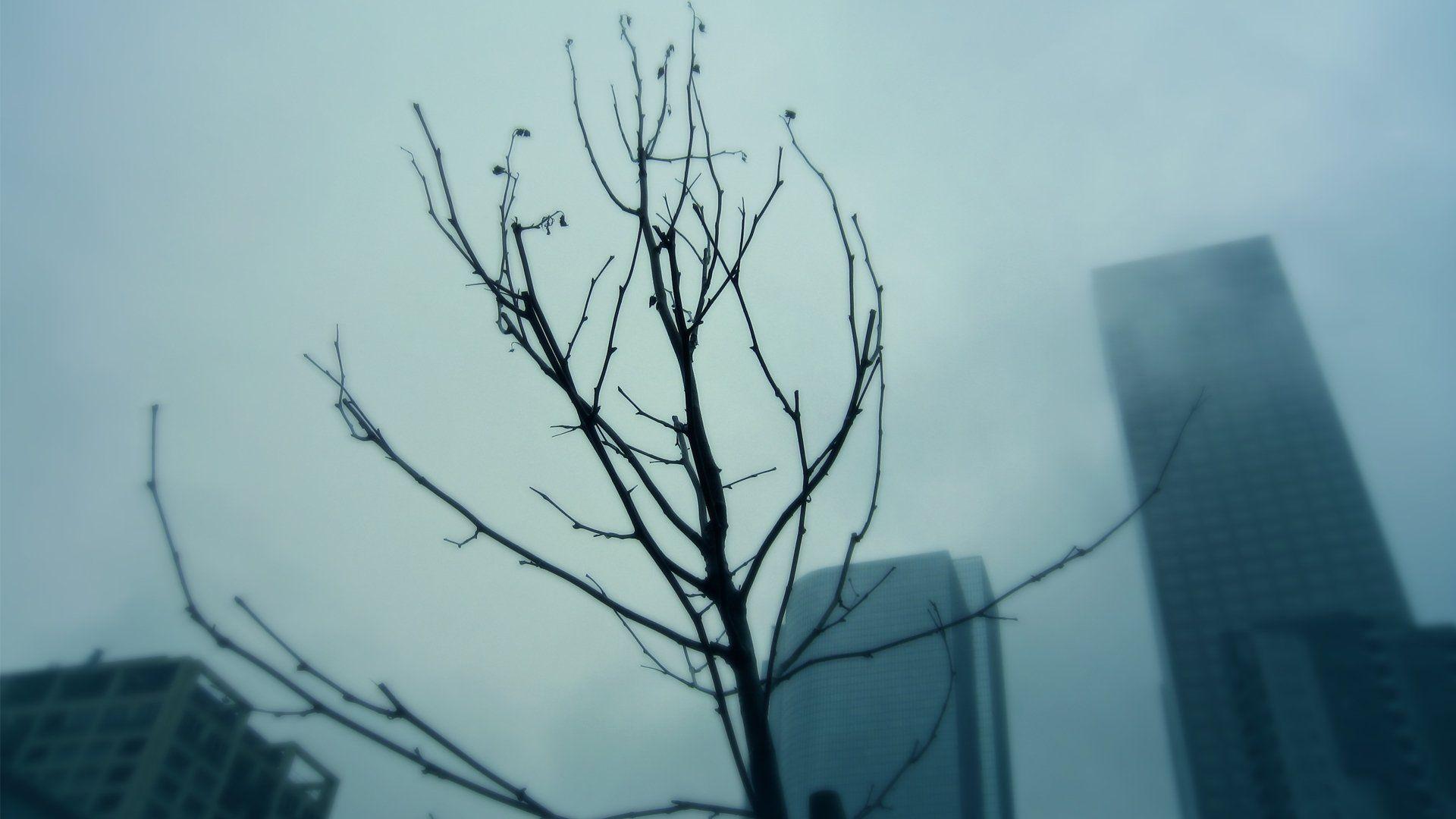 Minimal Tree Wallpapers - Top Free Minimal Tree Backgrounds ...