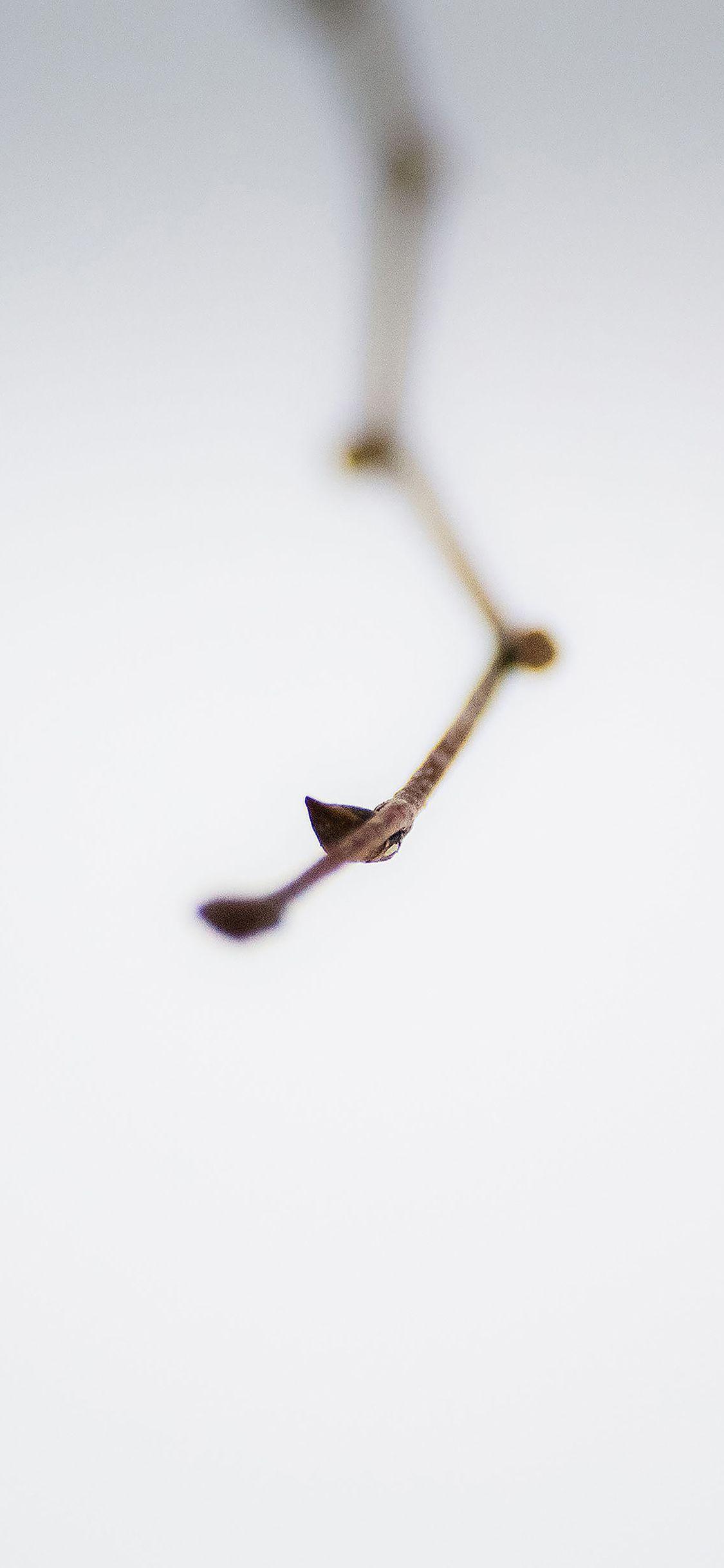 Minimal Tree Wallpapers - Top Free Minimal Tree Backgrounds ...