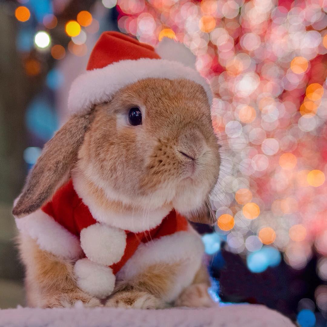 Bunny Christmas Wallpapers - Top Free Bunny Christmas Backgrounds ...