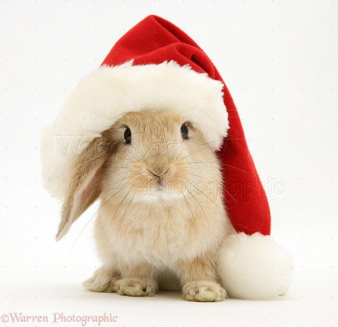 Bunny Christmas Wallpapers - Top Free Bunny Christmas Backgrounds ...