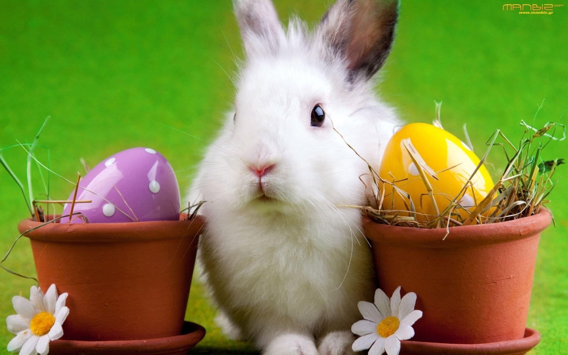 Awesome Bunny Wallpapers - Top Free Awesome Bunny Backgrounds ...