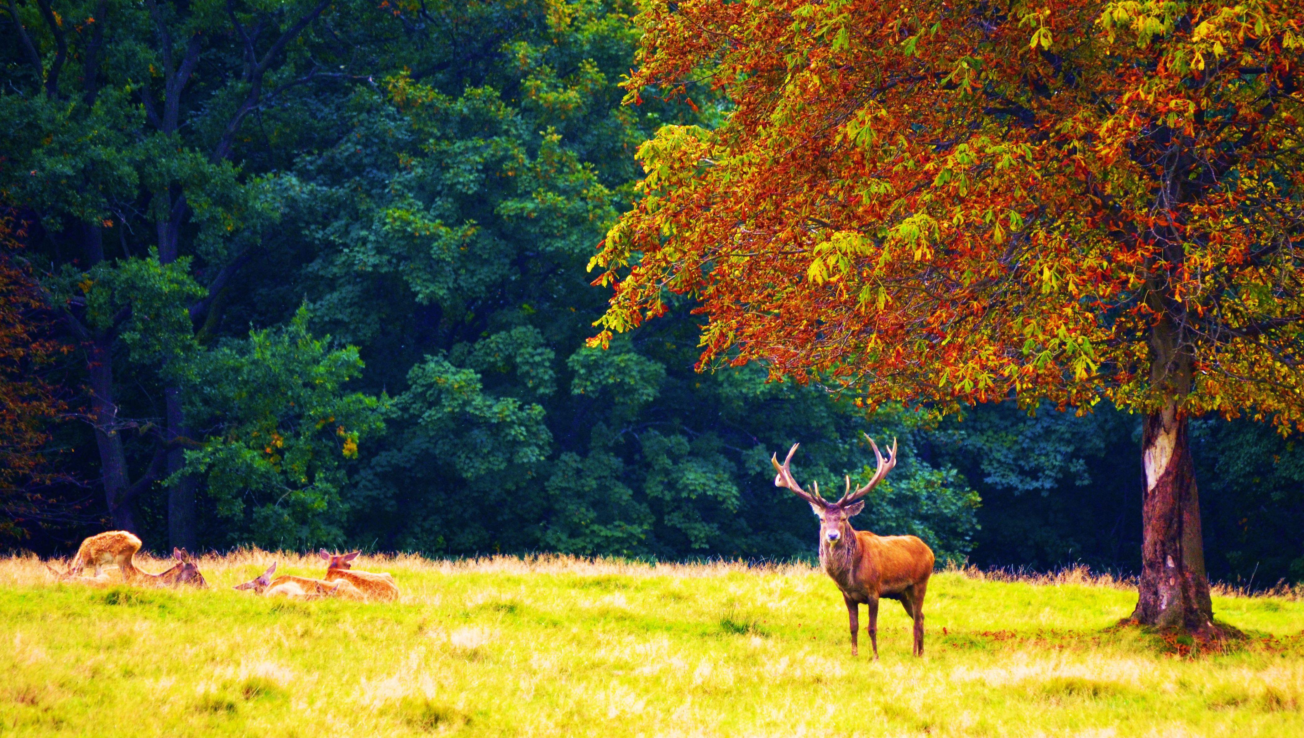 Forest Deer Wallpapers - Top Free Forest Deer Backgrounds - WallpaperAccess