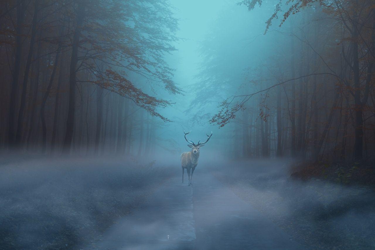 Forest Deer Wallpapers - Top Free Forest Deer Backgrounds - WallpaperAccess