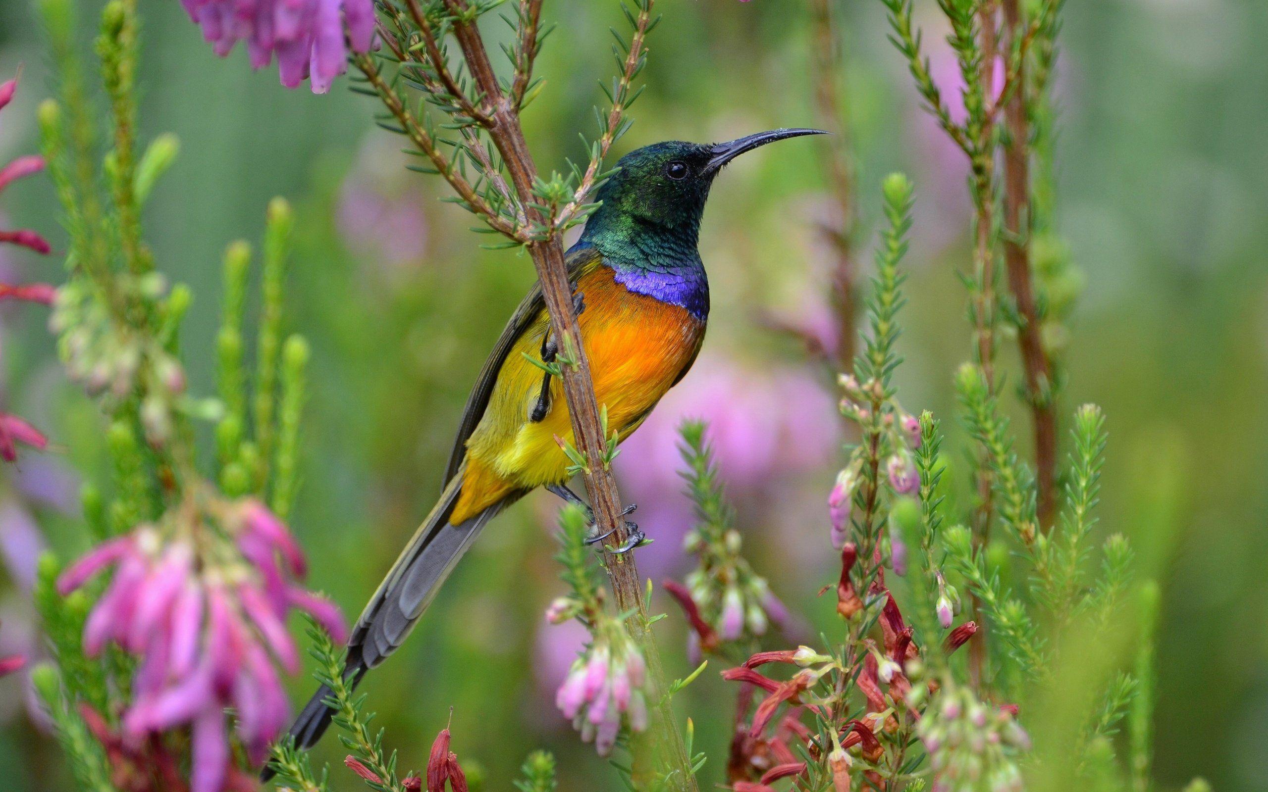 Sunbird Wallpapers - Top Free Sunbird Backgrounds - WallpaperAccess