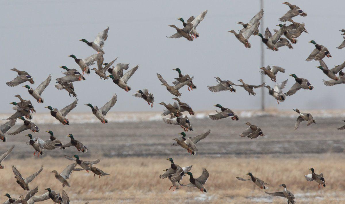 Delta Waterfowl Wallpapers - Top Free Delta Waterfowl Backgrounds ...