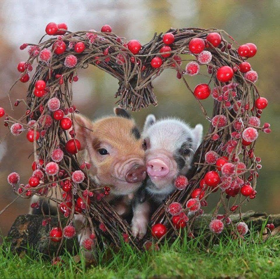Adorable Baby Pigs Wallpapers - Top Free Adorable Baby Pigs Backgrounds ...