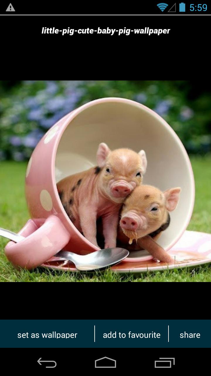 Cute Baby Pigs Wallpapers - Top Free Cute Baby Pigs Backgrounds ...
