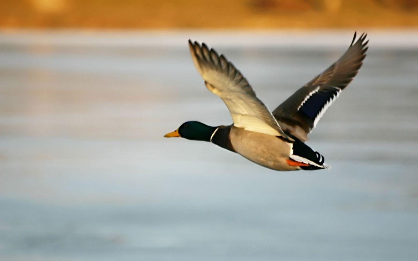 Delta Waterfowl Wallpapers - Top Free Delta Waterfowl Backgrounds ...