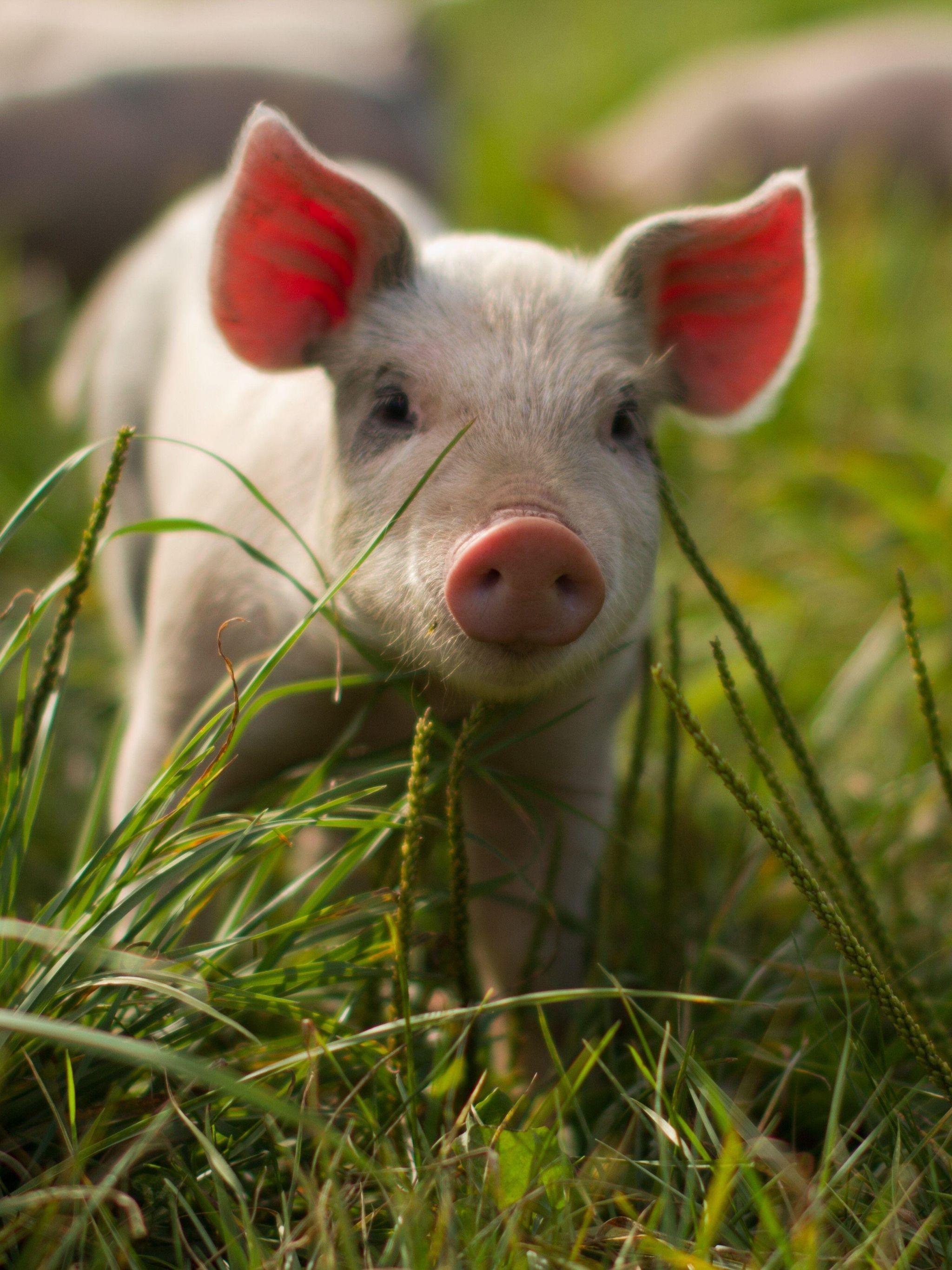 Adorable Baby Pigs Wallpapers - Top Free Adorable Baby Pigs Backgrounds ...