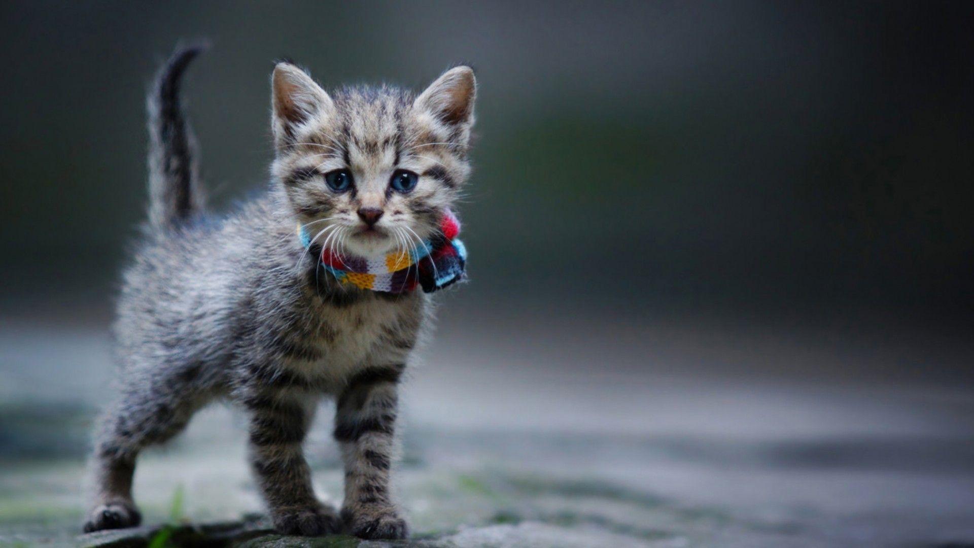 Awesome Cat Desktop Wallpapers - Top Free Awesome Cat Desktop ...