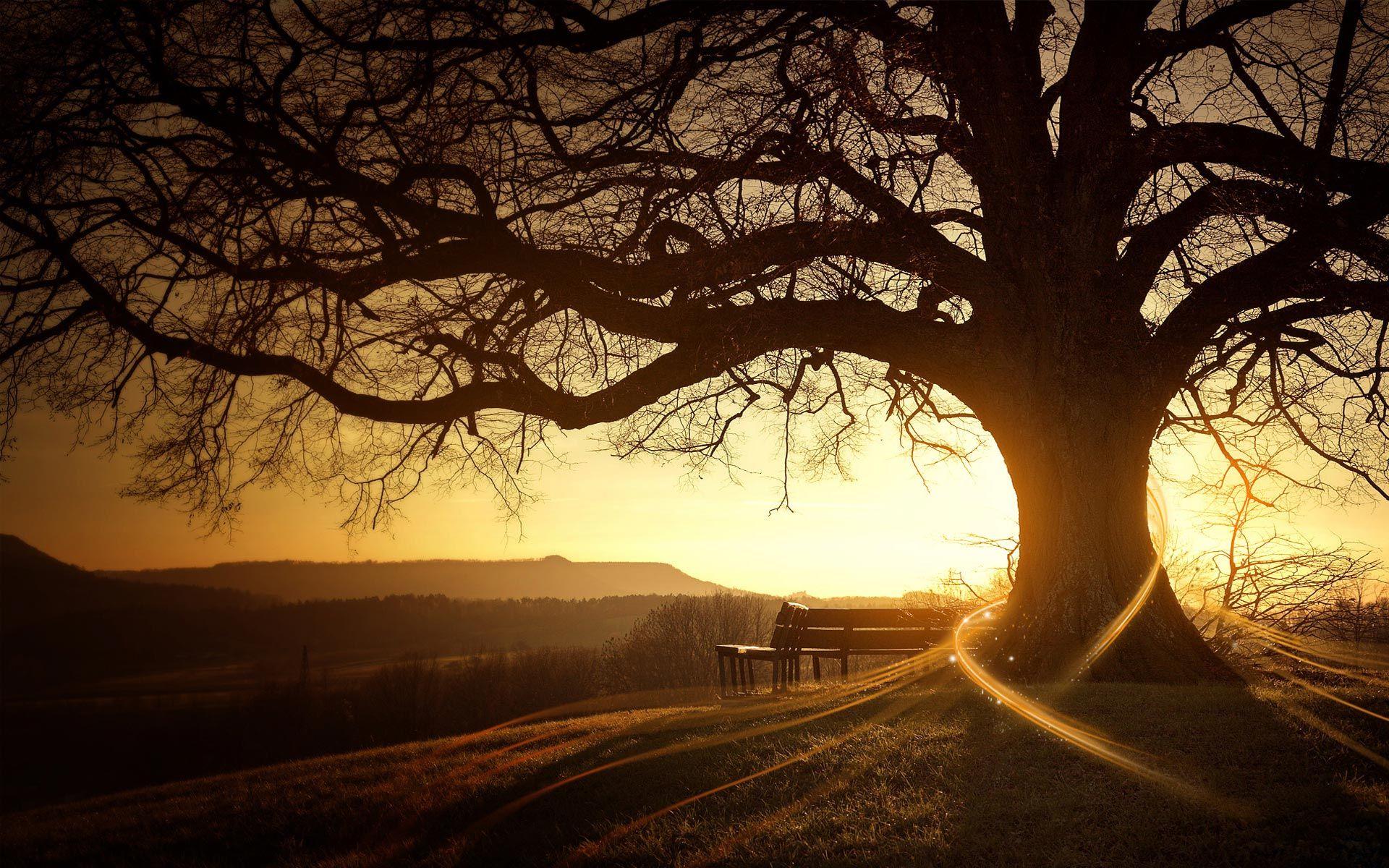 Cool Tree Desktop Wallpapers - Top Free Cool Tree Desktop Backgrounds ...