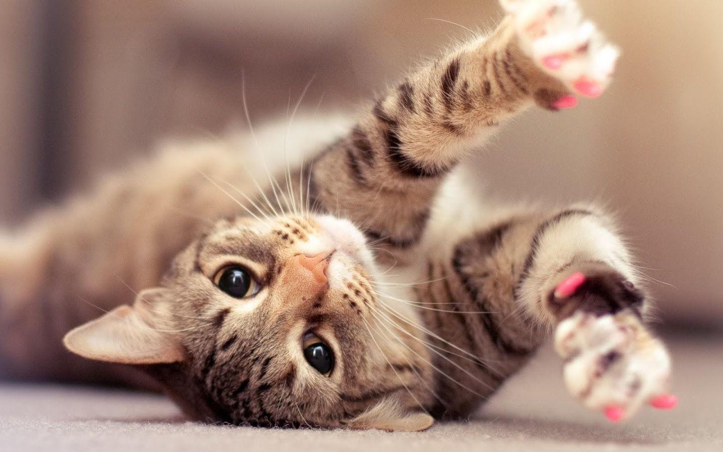 Awesome Cat Desktop Wallpapers - Top Free Awesome Cat Desktop ...