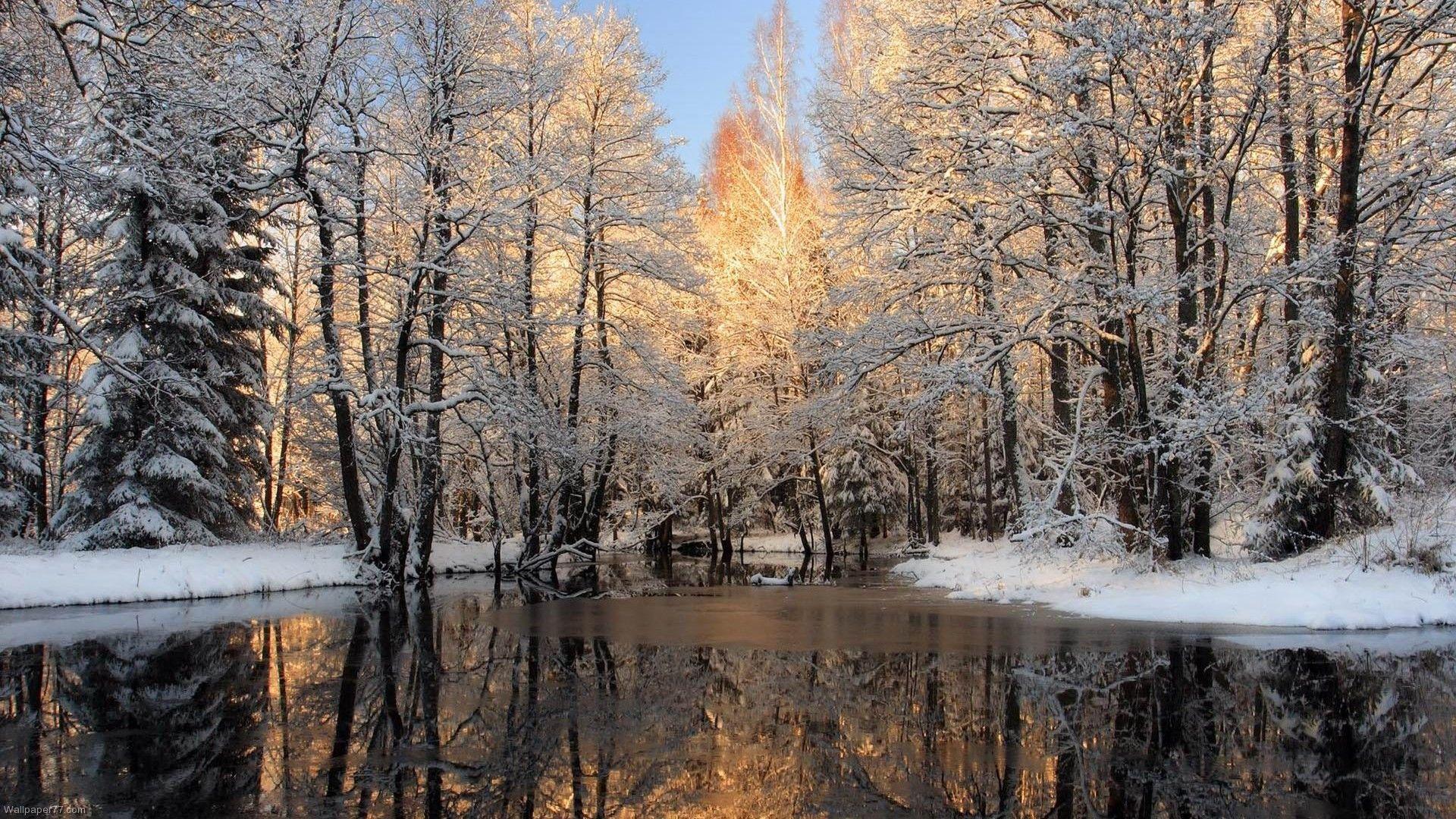 Winter Forest Landscape Wallpapers - Top Free Winter Forest Landscape ...
