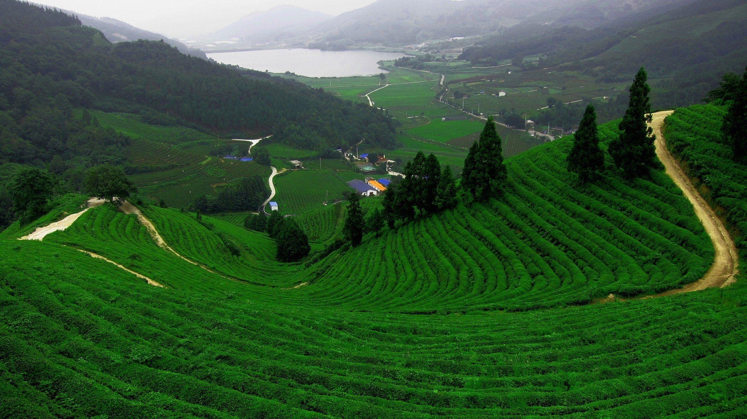 Tea Landscape Wallpapers - Top Free Tea Landscape Backgrounds ...