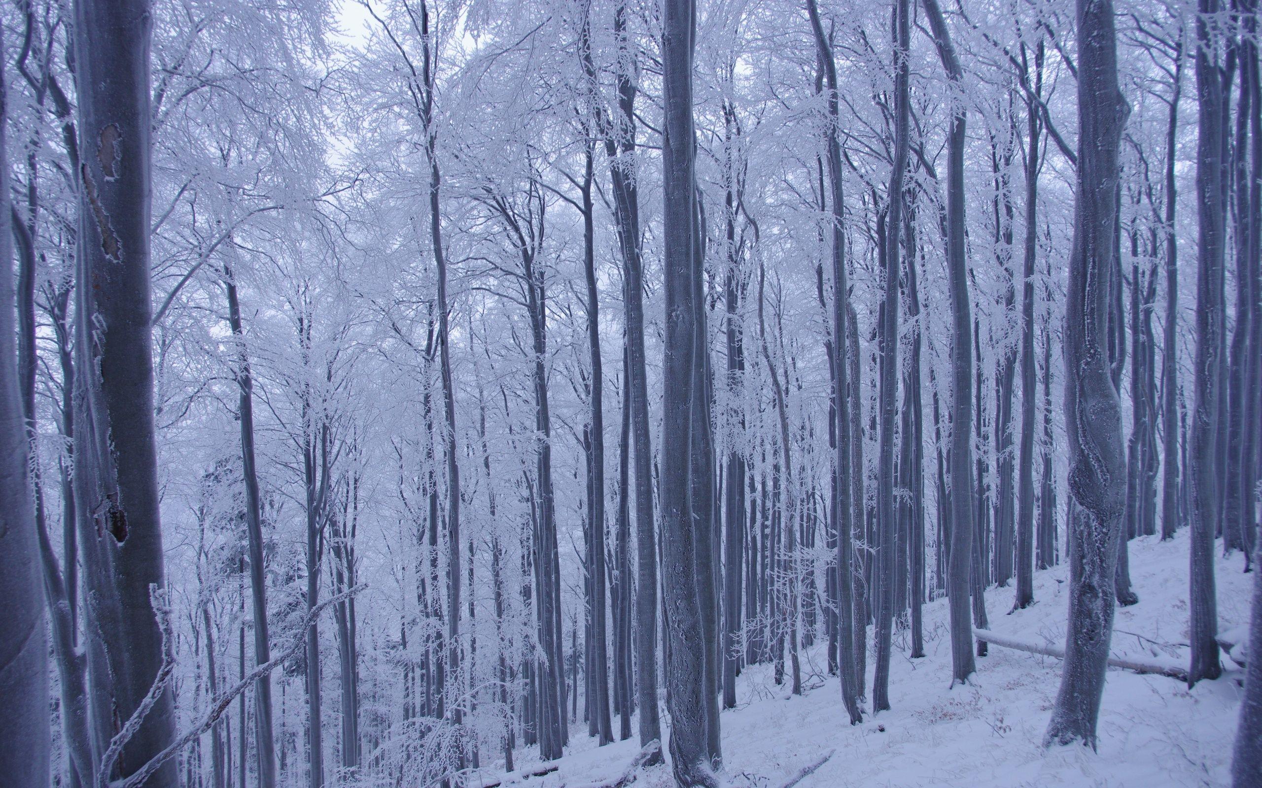 Winter Forest Landscape Wallpapers - Top Free Winter Forest Landscape ...