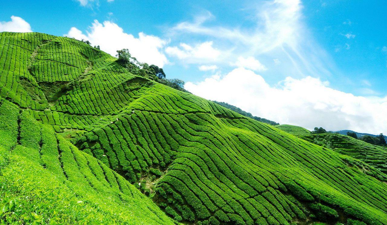 Tea Landscape Wallpapers - Top Free Tea Landscape Backgrounds ...