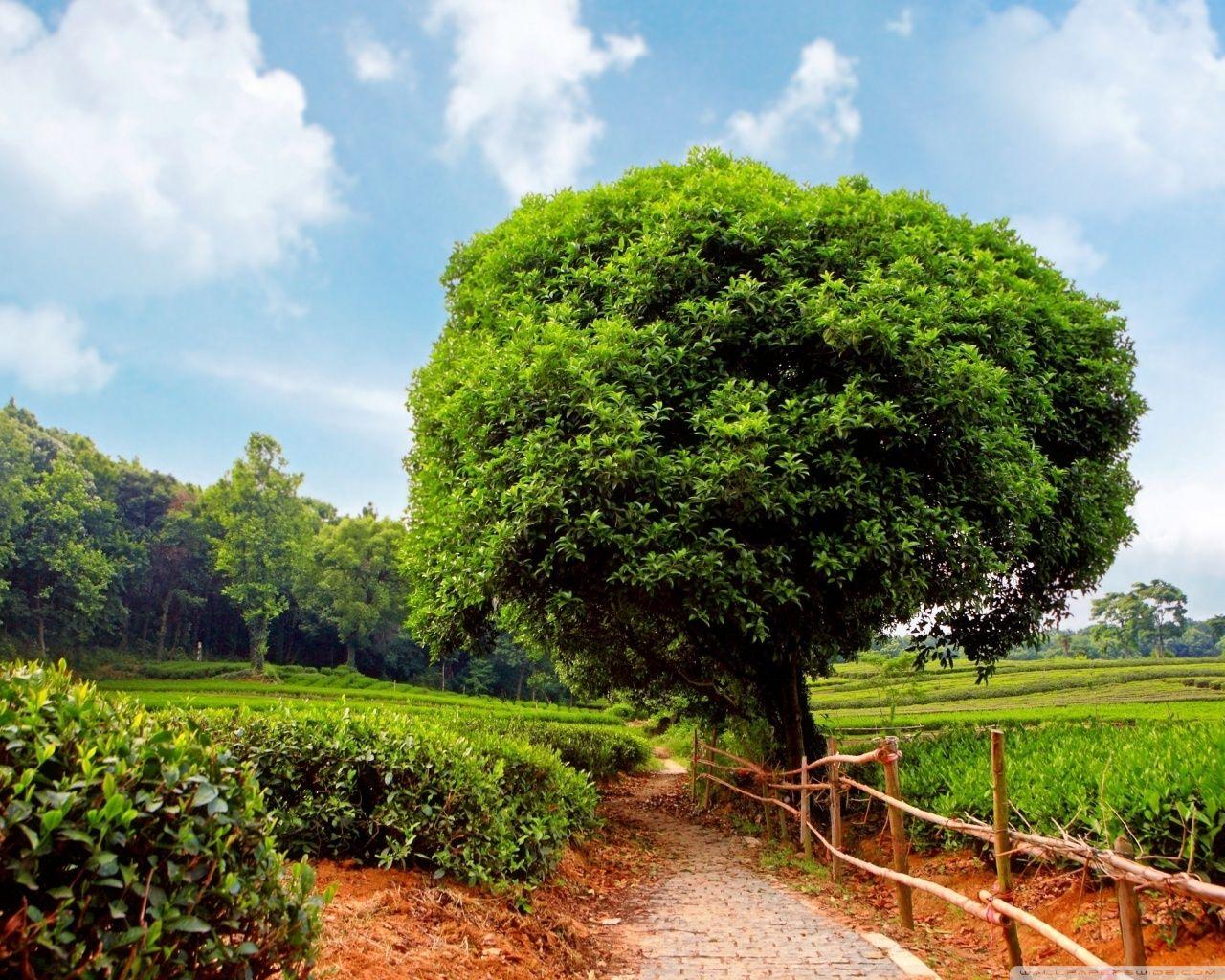 Tea Landscape Wallpapers - Top Free Tea Landscape Backgrounds ...