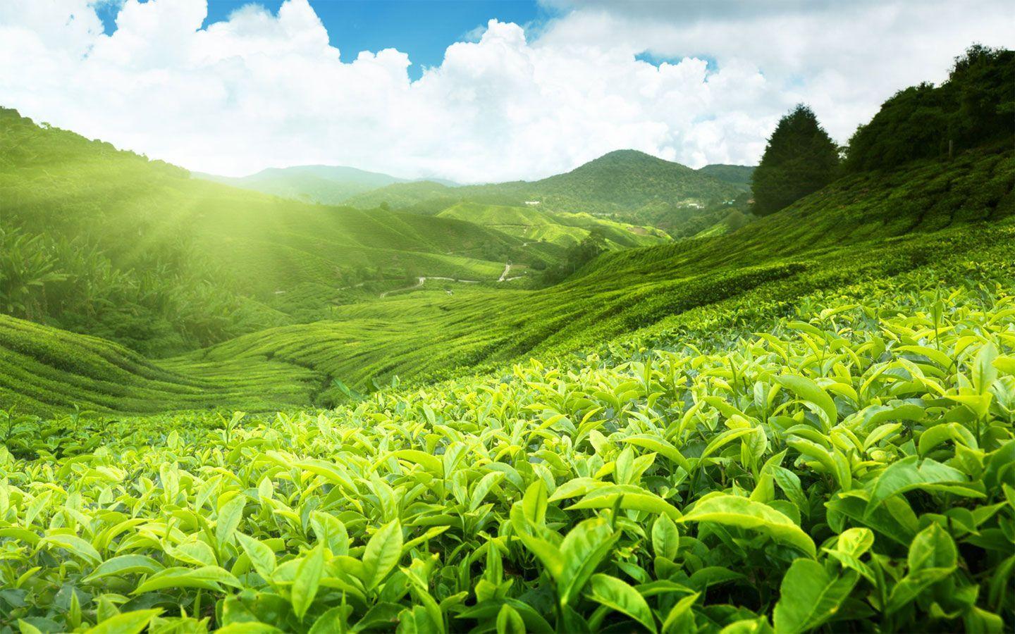 Tea Landscape Wallpapers - Top Free Tea Landscape Backgrounds ...
