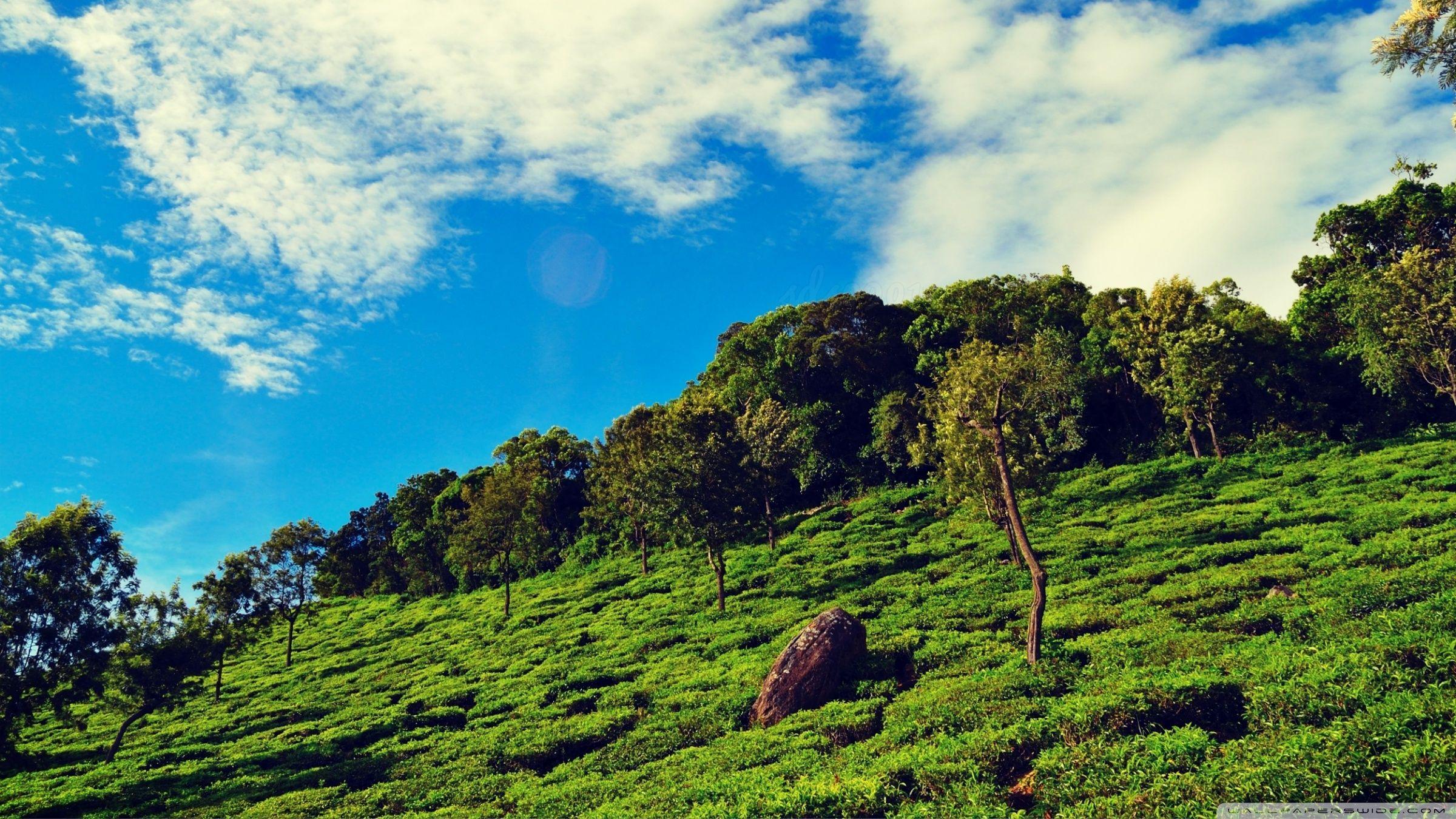 Tea Landscape Wallpapers - Top Free Tea Landscape Backgrounds ...