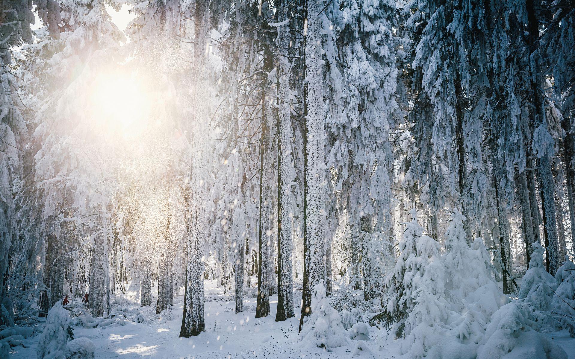 Snowy Forest Landscape Wallpapers - Top Free Snowy Forest Landscape ...