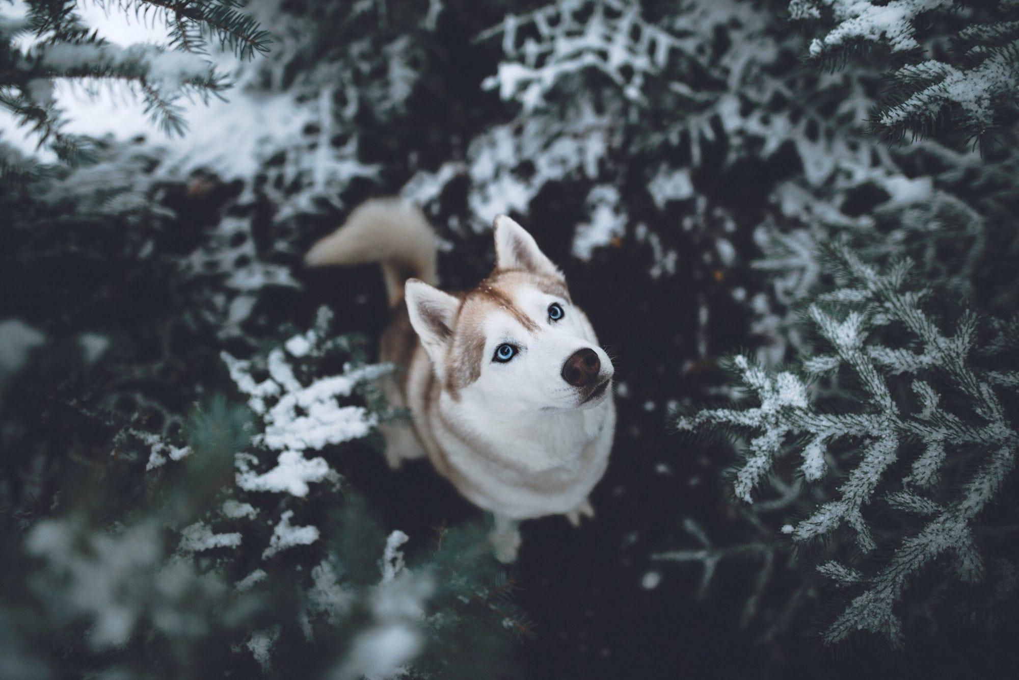Husky Christmas Wallpapers - Top Free Husky Christmas Backgrounds ...