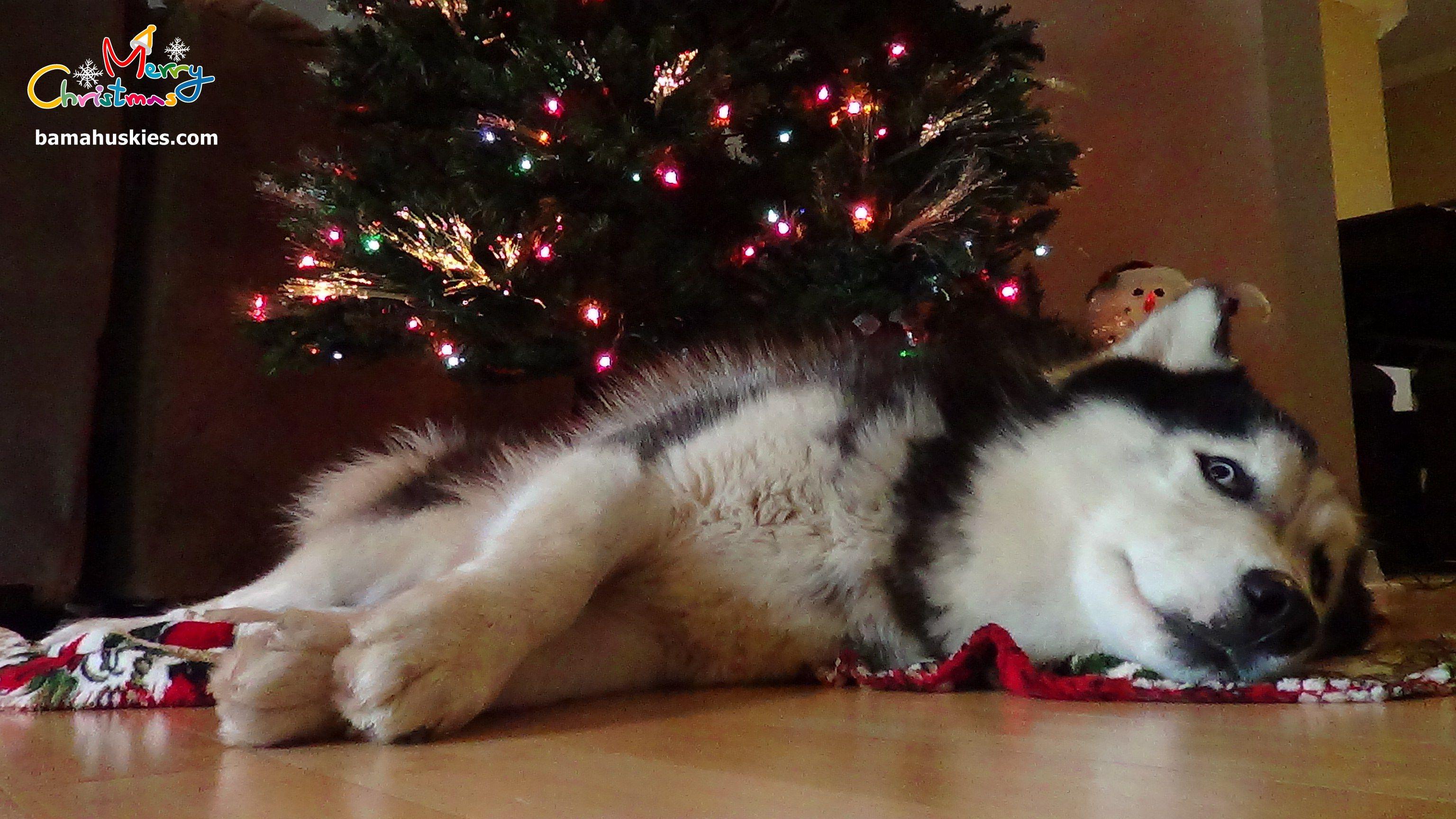 Husky Christmas Wallpapers - Top Free Husky Christmas Backgrounds ...