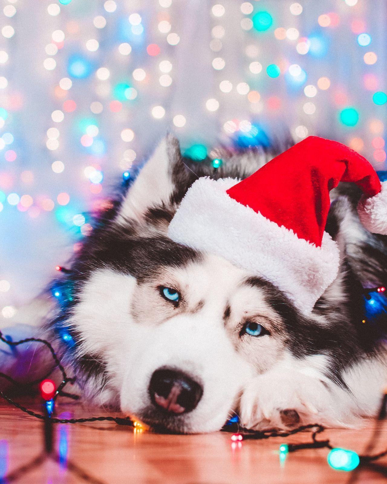 Husky Christmas Wallpapers - Top Free Husky Christmas Backgrounds ...