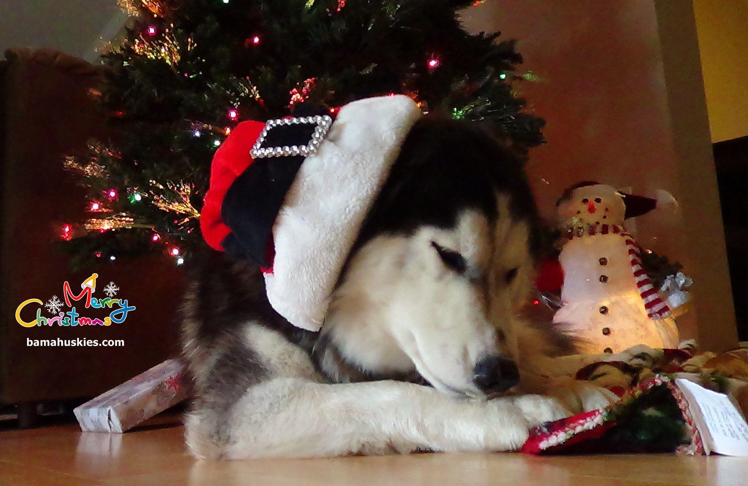 Husky Christmas Wallpapers - Top Free Husky Christmas Backgrounds ...