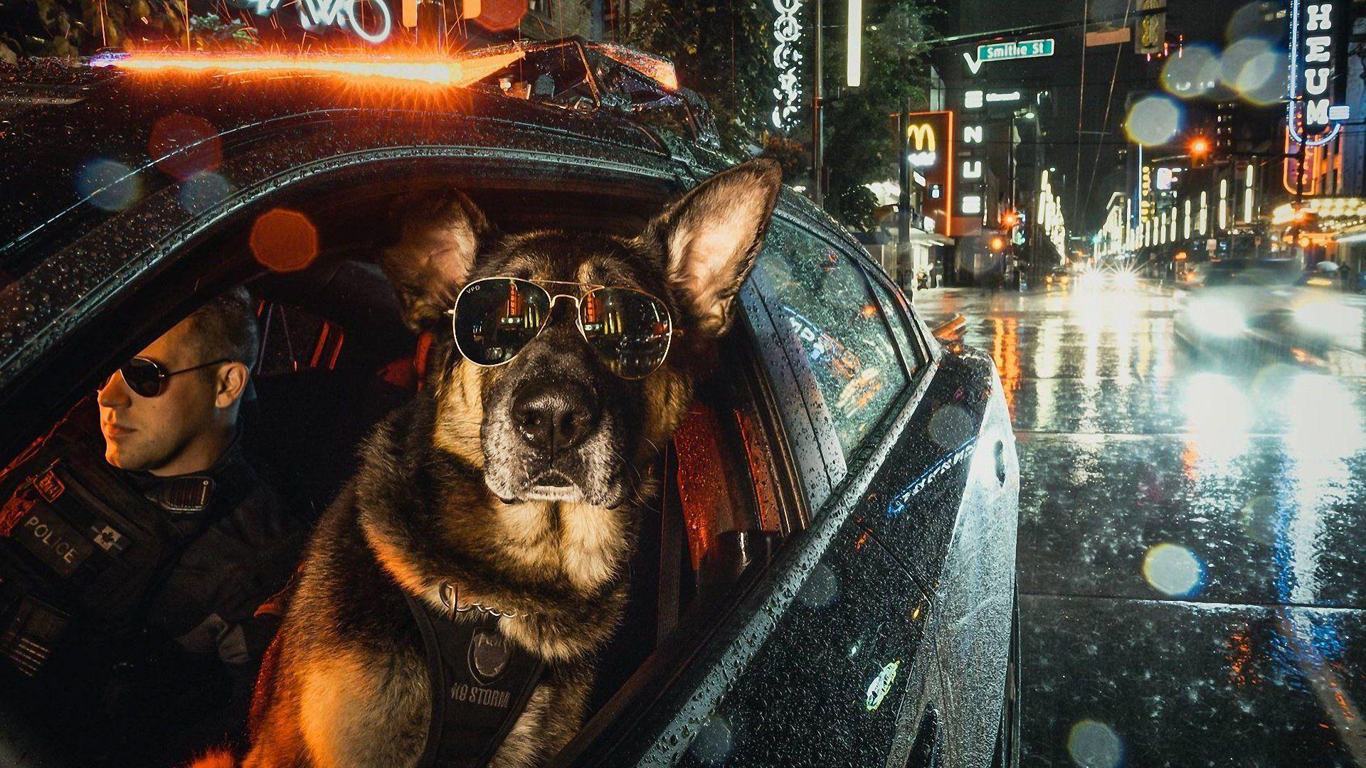 Police K9 Wallpapers - Top Free Police K9 Backgrounds - WallpaperAccess