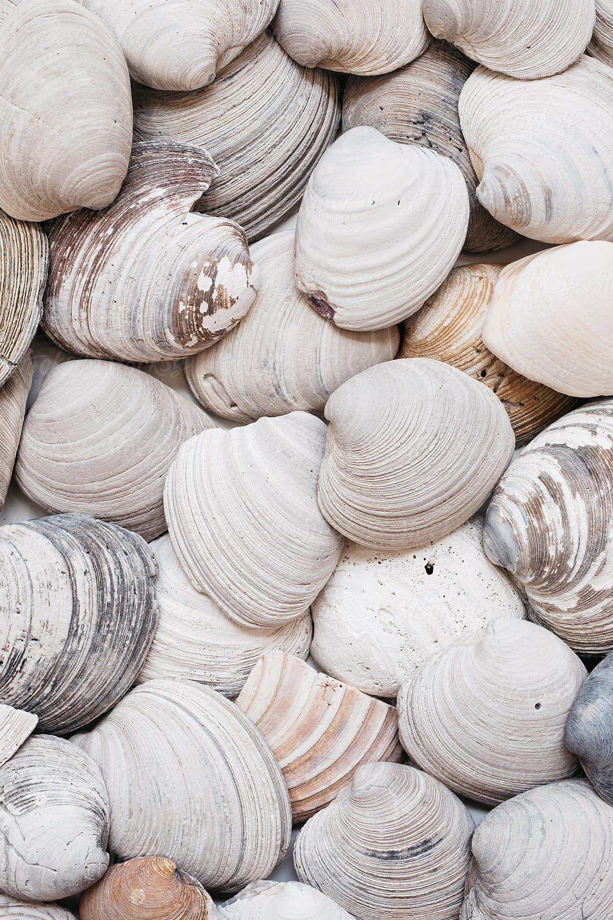 Clam Wallpapers - Top Free Clam Backgrounds - WallpaperAccess