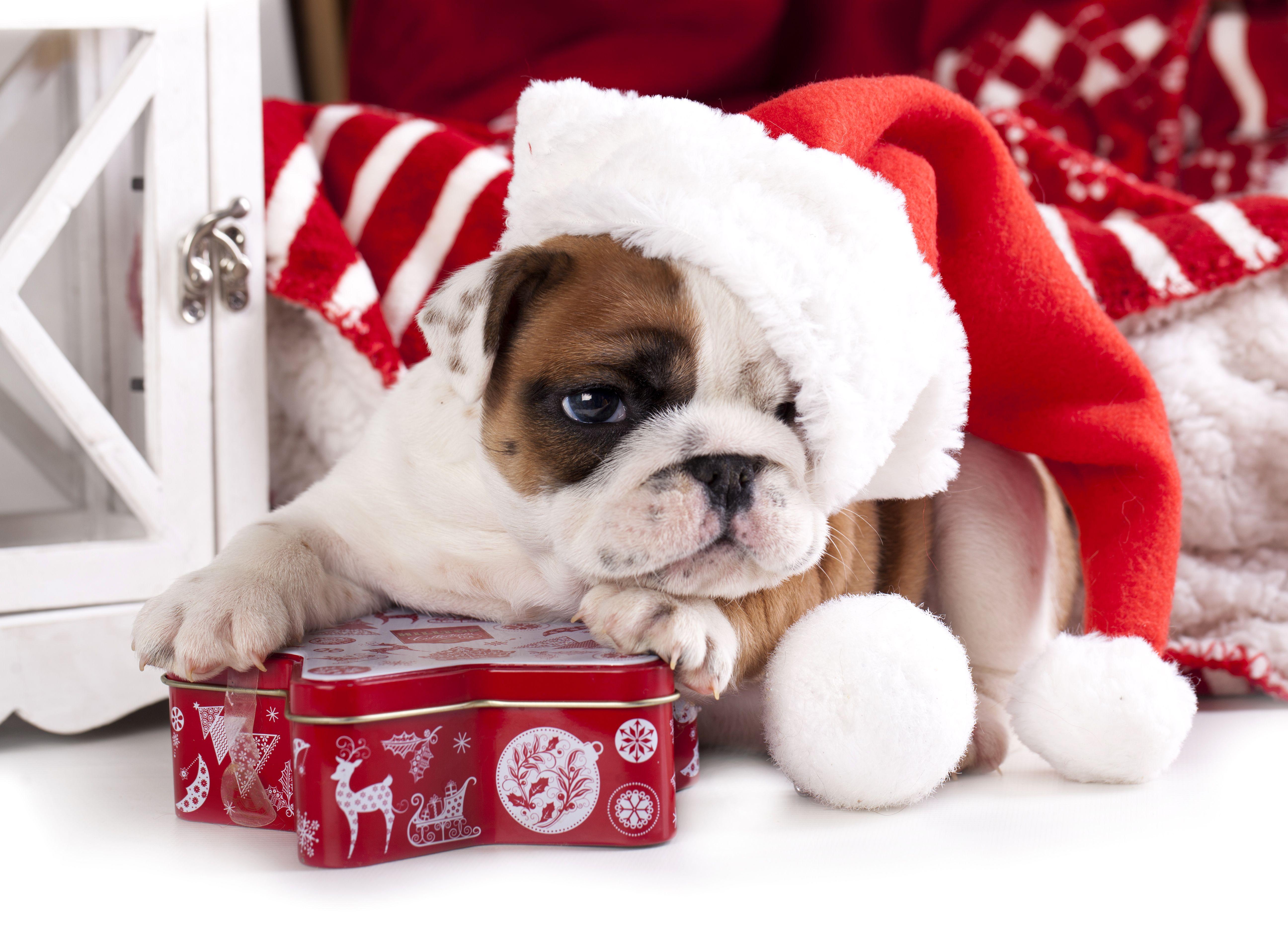 Christmas Bulldog Wallpapers - Top Free Christmas Bulldog Backgrounds ...